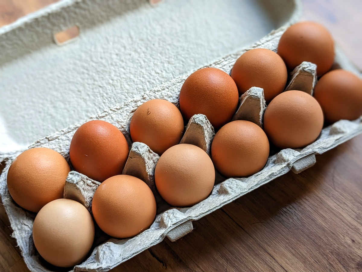 Farm Fresh Pasture-Raised Chicken Eggs | Hays Family Farm